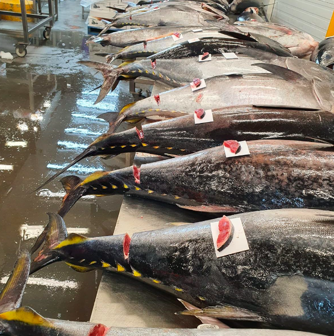 Enjoy the Bluefin Tuna season at Maguro Bar